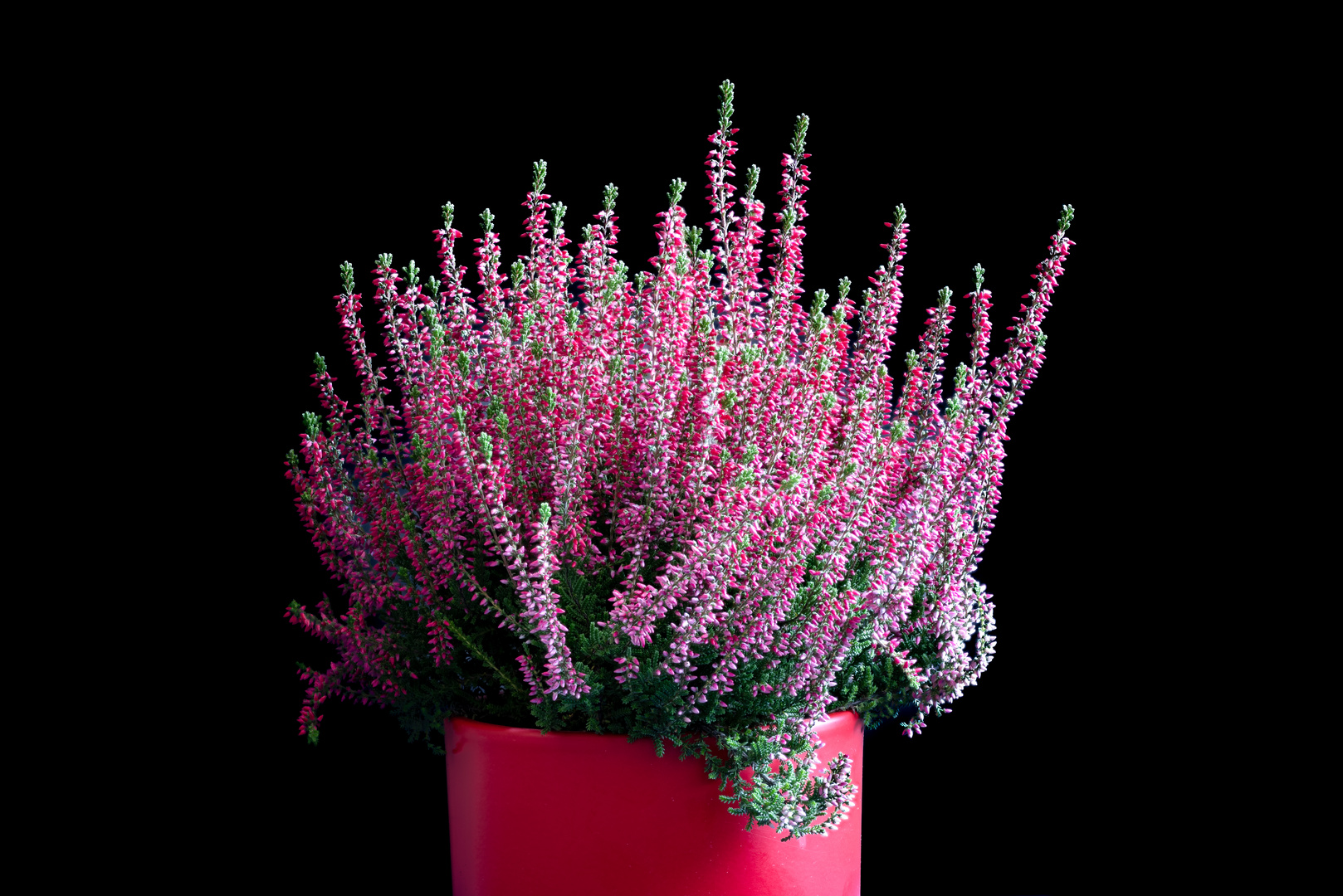 Die Heide im Topf ... Foto & Bild | pflanzen, pilze & flechten, blüten ...