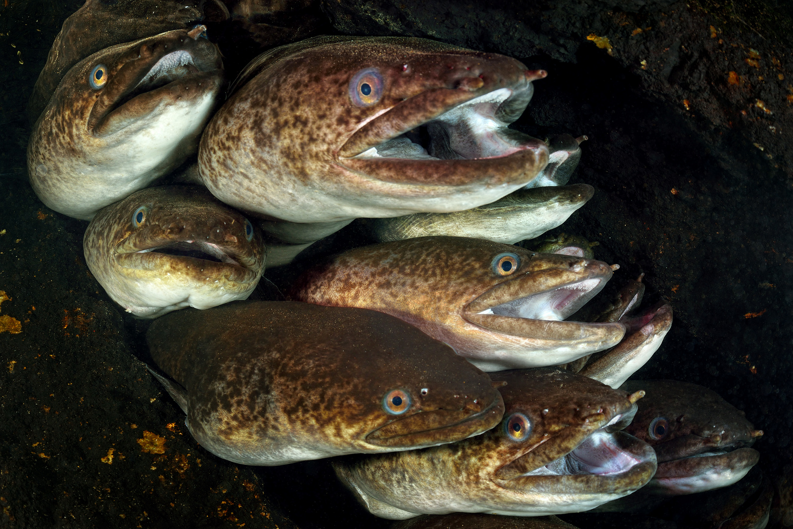 Die heiligen Aale von Larike Foto & Bild | natur, unter wasser, fische ...