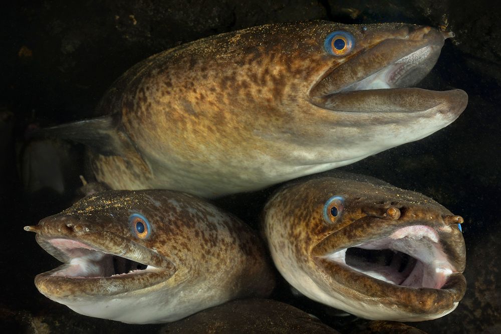 Die Heiligen Aale von Larike III (Anguilla marmorata) Foto & Bild ...