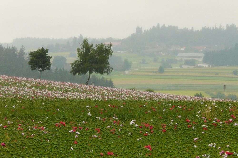 die Heimat". . Foto & Bild | europe, Österreich, niederösterreich ...
