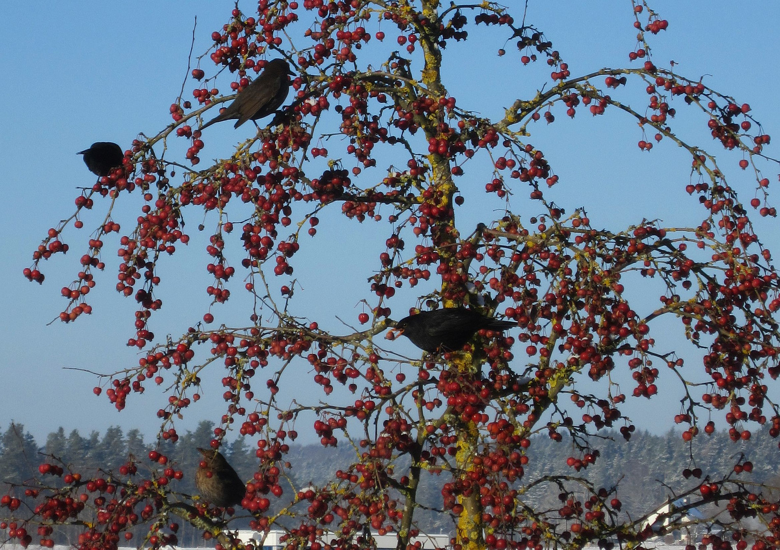 ...die heiße Schlacht am kalten buffet... Foto & Bild | jahreszeiten ...