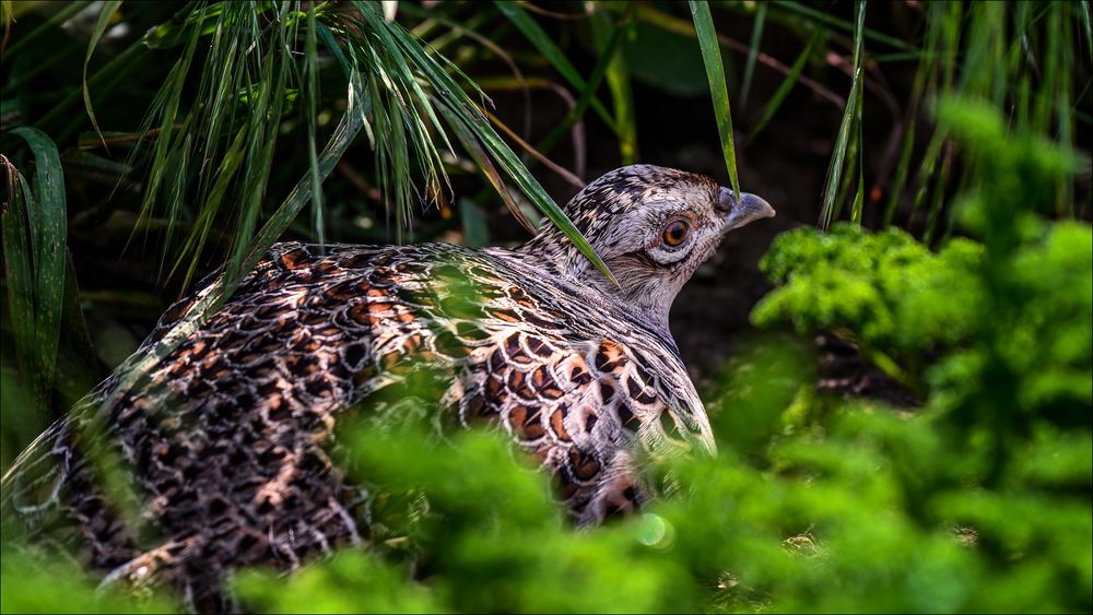 Die Henne Foto & Bild | tiere, wildlife, wild lebende vögel Bilder auf ...