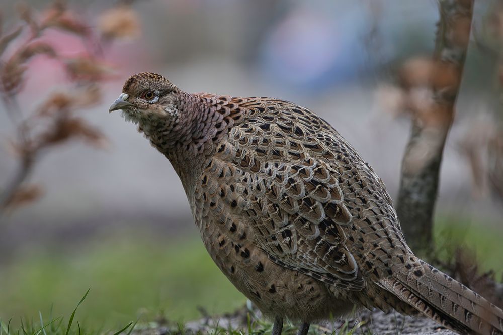 Die Henne Foto & Bild | tiere, wildlife, wild lebende vögel Bilder auf ...