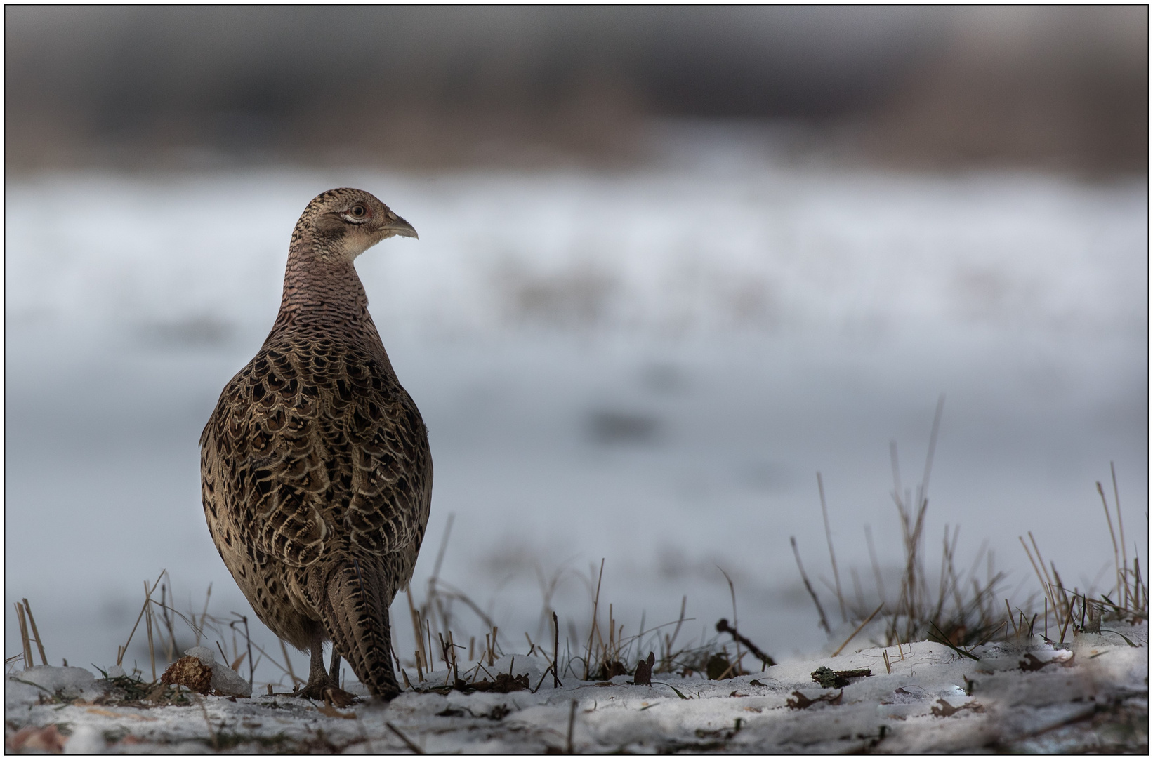 Die Henne .... Foto & Bild | tiere, wildlife, wild lebende vögel Bilder ...