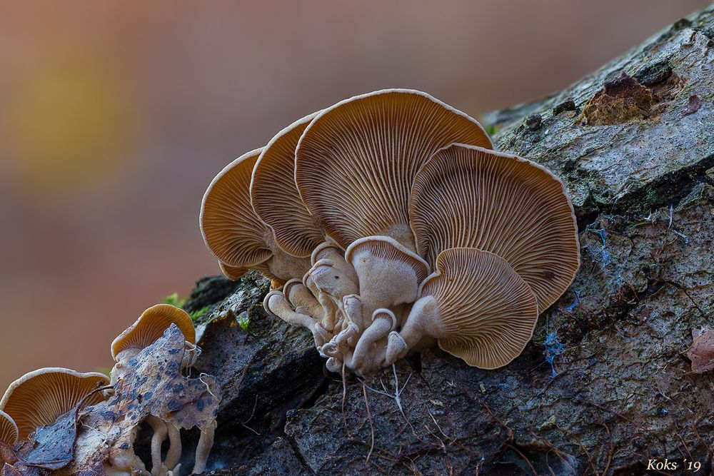 Die Herben Foto & Bild | makro, natur, pflanzen Bilder auf fotocommunity