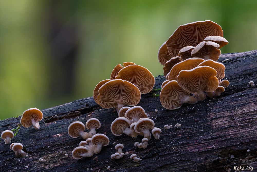 Die Herben Foto & Bild | makro, natur, pflanzen Bilder auf fotocommunity