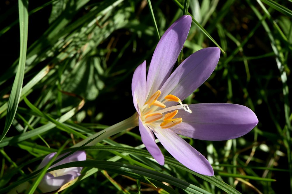 Die Herbstzeit geht los Foto & Bild | makro, natur, giftig Bilder auf ...