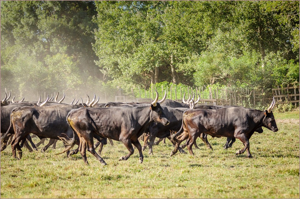 Die Herde setzt sich in Bewegung Foto & Bild | europe, france, provence ...
