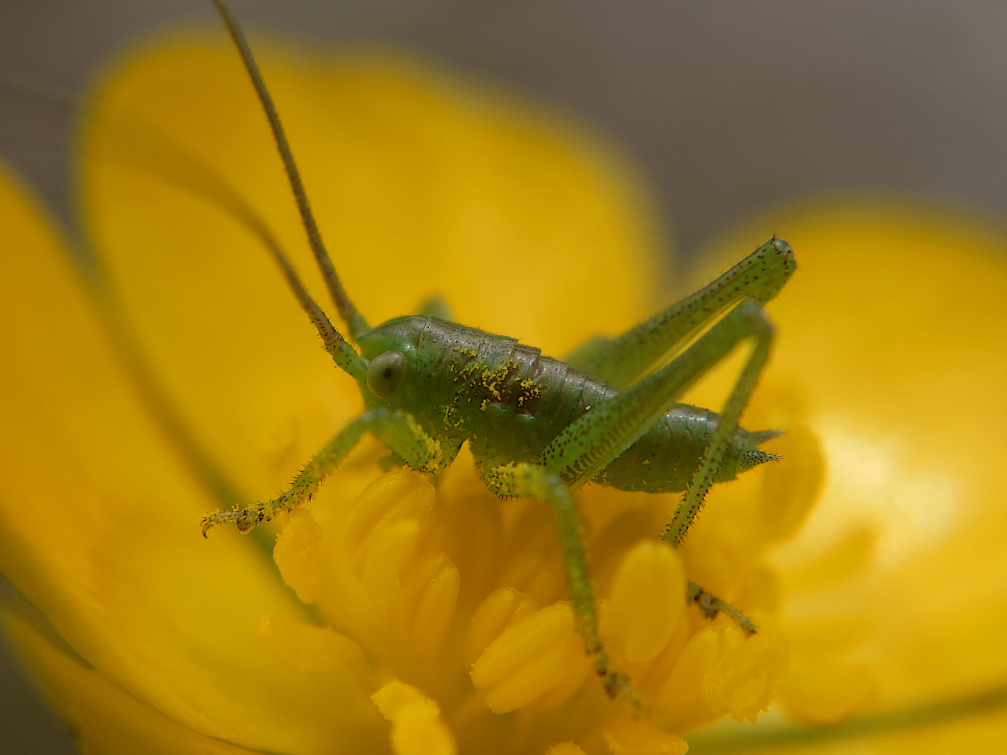 Die Heuschrecke Foto & Bild | deutschland, europe, bayern Bilder auf ...