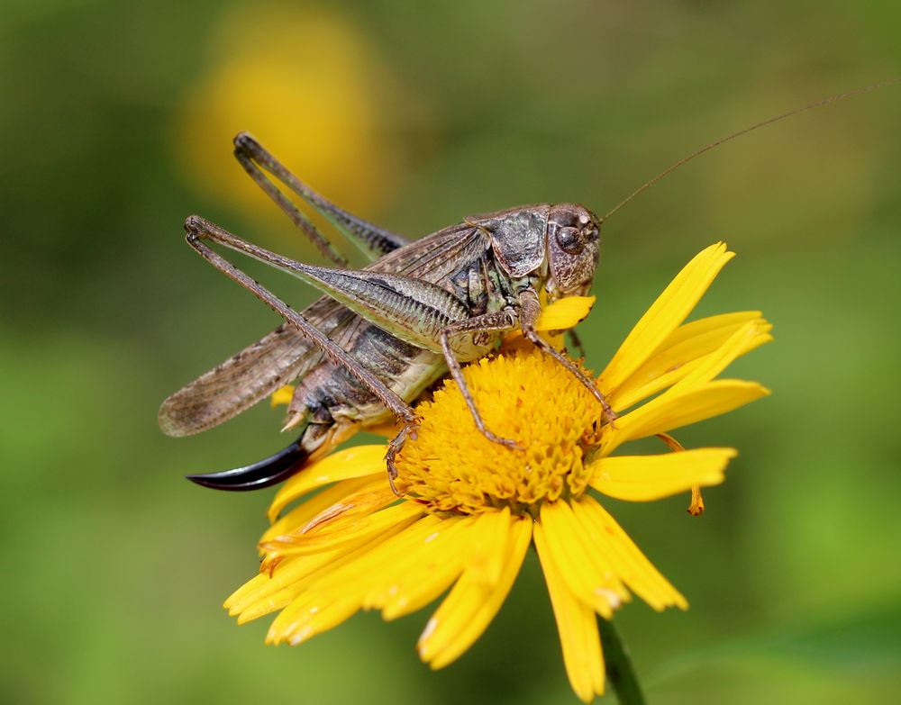 Die Heuschrecke... Foto & Bild | fotos, makro, natur Bilder auf ...