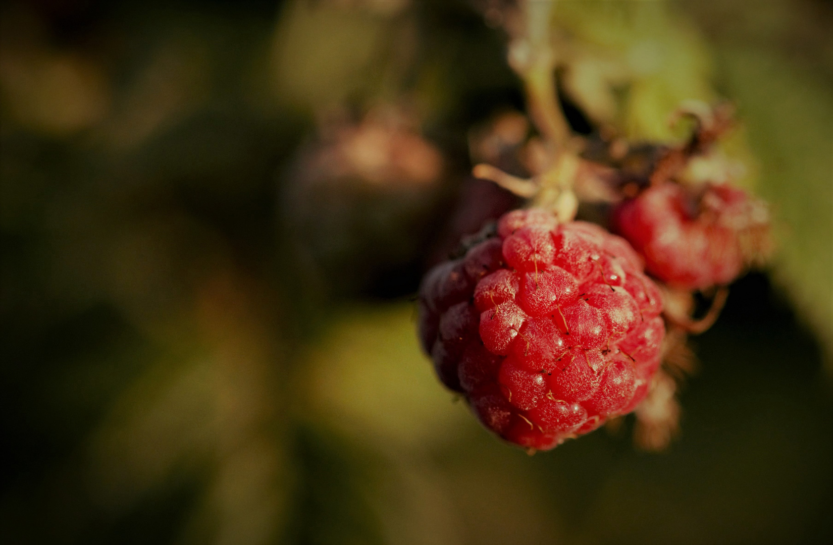 Die Himbeere.... Foto & Bild | spezial, natur, macro Bilder auf ...