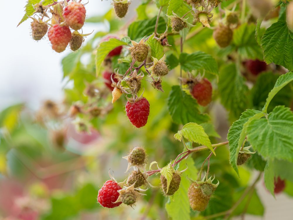 Die Himbeeren sind reif Foto & Bild | natur, pflanzen, essen Bilder auf ...