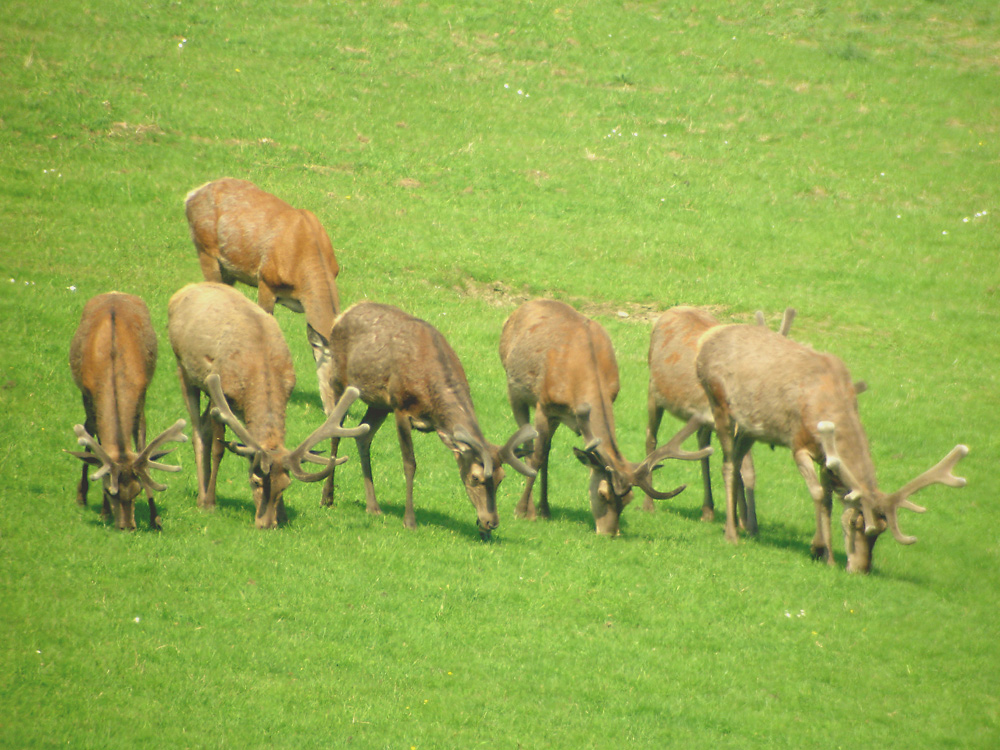 Die Hirsche entwickeln ihre Geweihe in unterschiedlichen Stadien Foto ...