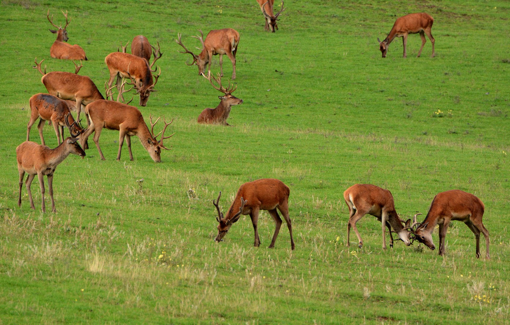 Die Hirsche haben schon gefegt Foto & Bild | natur, tiere, wildlife ...