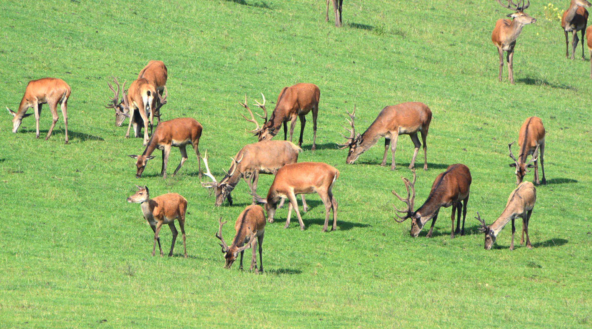 Die Hirsche haben schon zum Teil gefegt. Foto & Bild | natur, tiere ...
