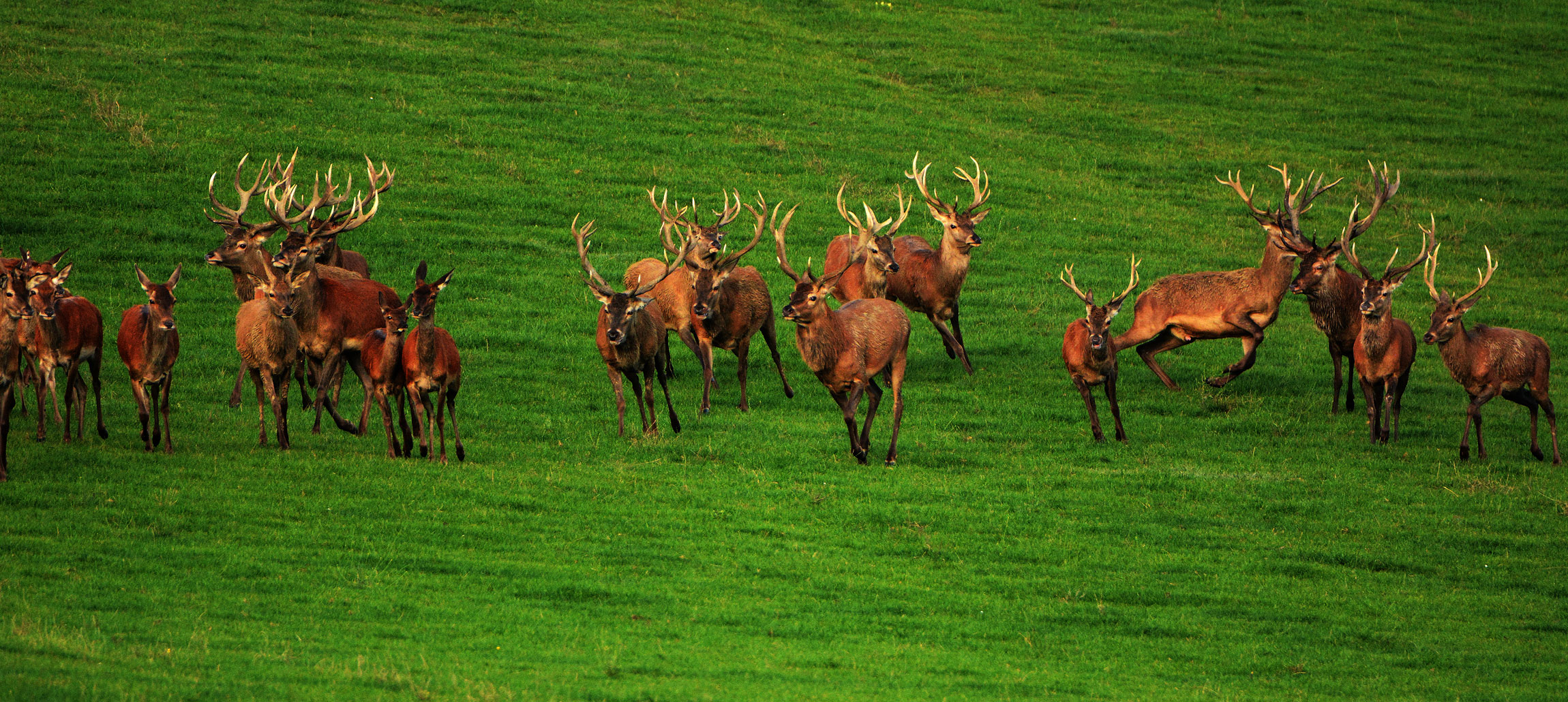 Die Hirsche kommen plötzlich näher gerannt. Foto & Bild | natur, herbst ...