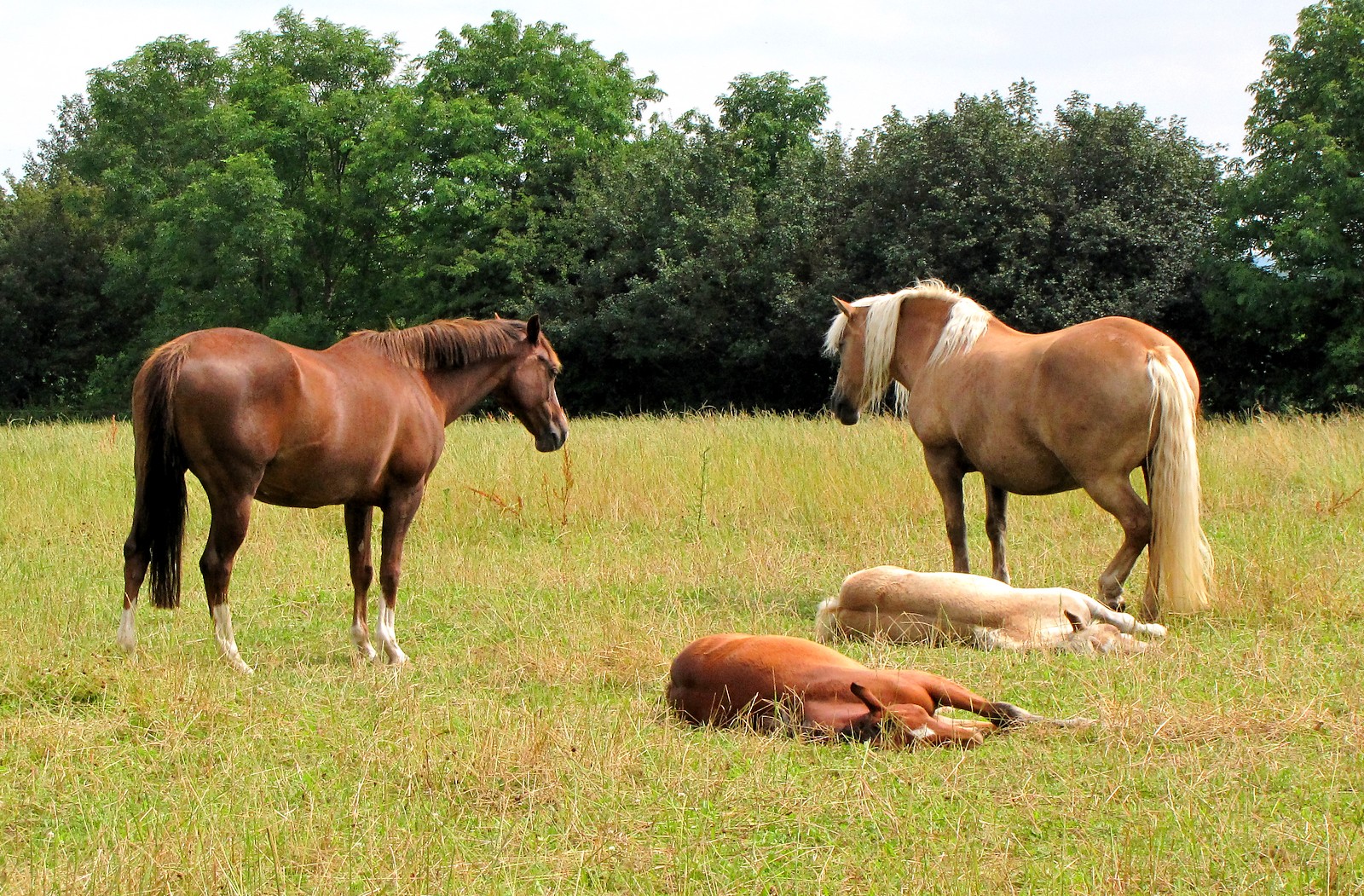 Die Hitze ! Foto & Bild | jahreszeiten, sommer, natur Bilder auf ...