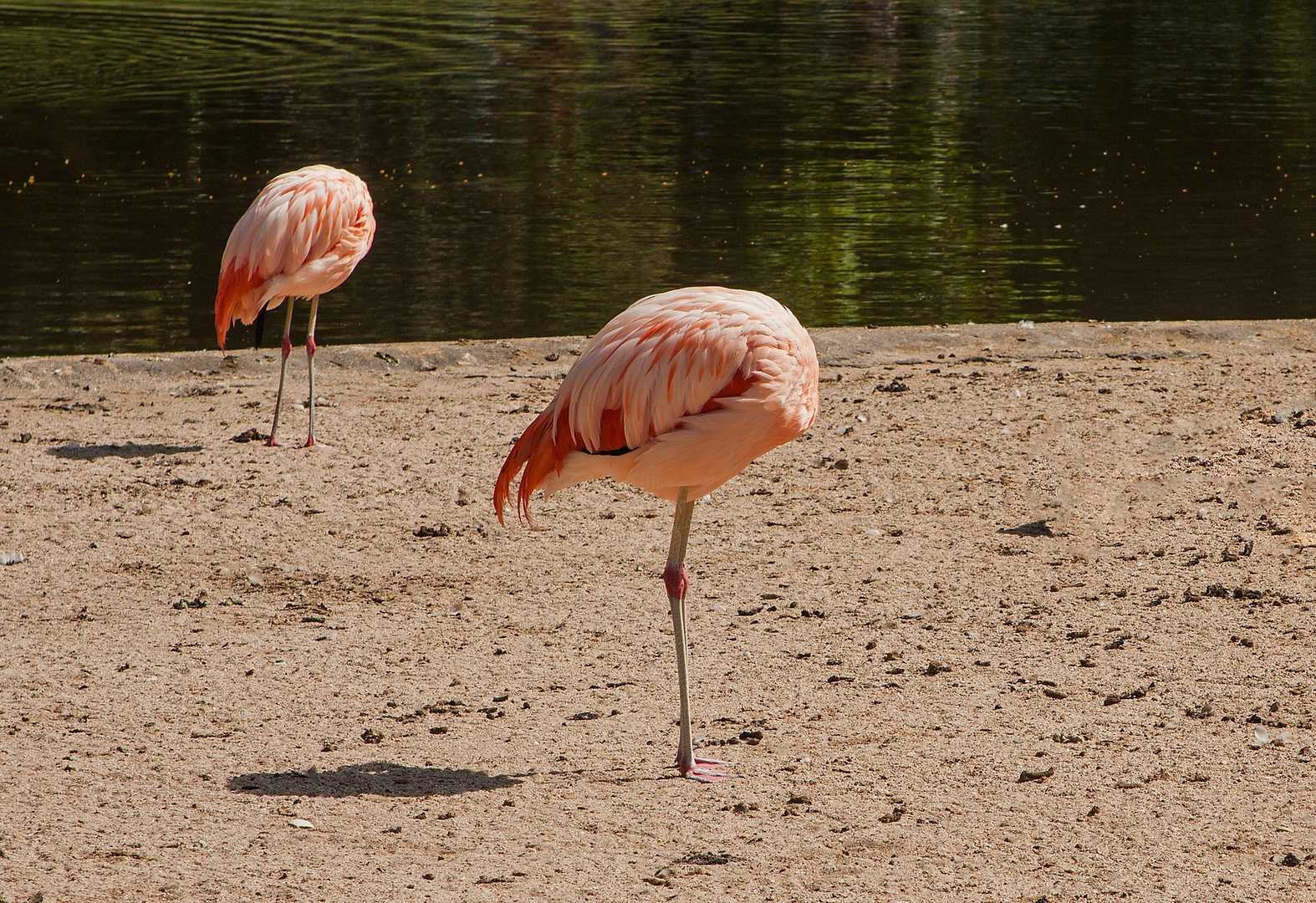 Die Hitze macht einen richtig kopflos Foto & Bild | quatsch, fun und ...