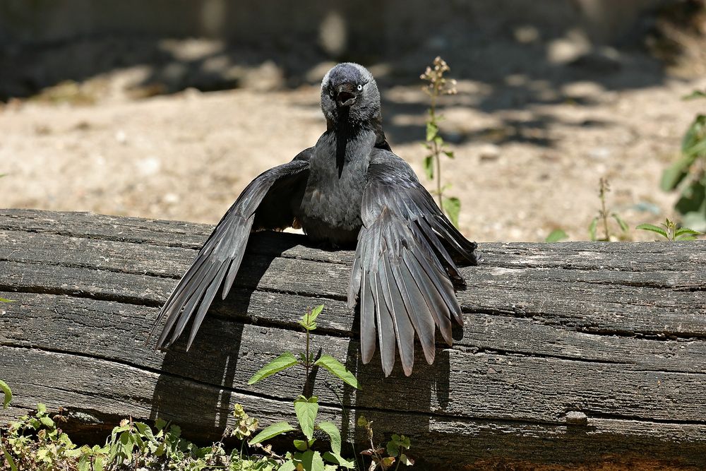 die Hitze macht mich fertig Foto & Bild | tiere, wildlife, wild lebende ...