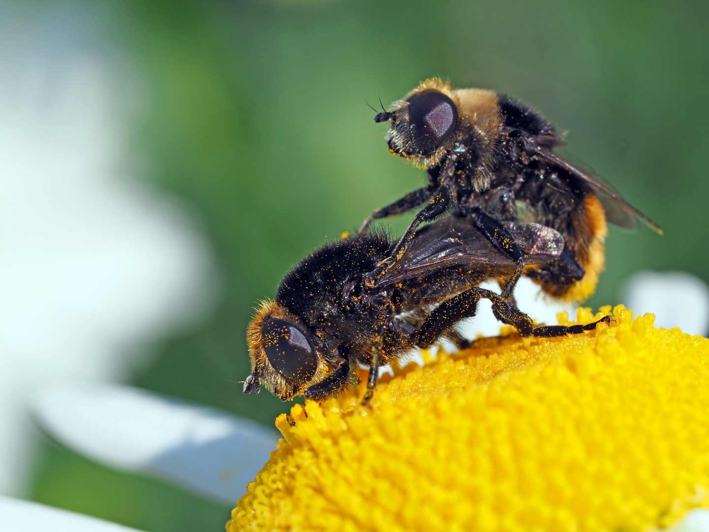 Die Honigbiene Foto & Bild | archiv projekte naturchannel ...