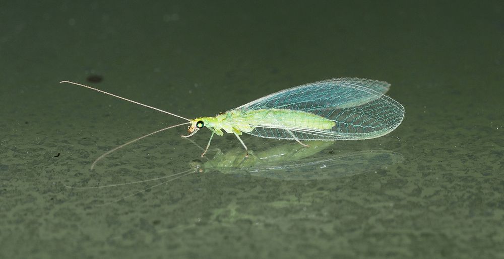 Die Hübsche Florfliege ... Foto & Bild | fotos, natur, fliegen Bilder ...