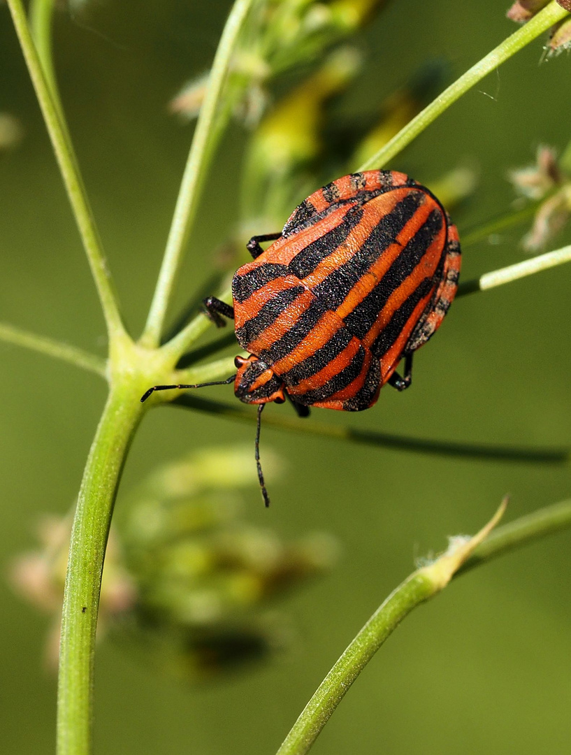 Die hübsche Wanze... Foto & Bild | fotos, makro, natur Bilder auf ...