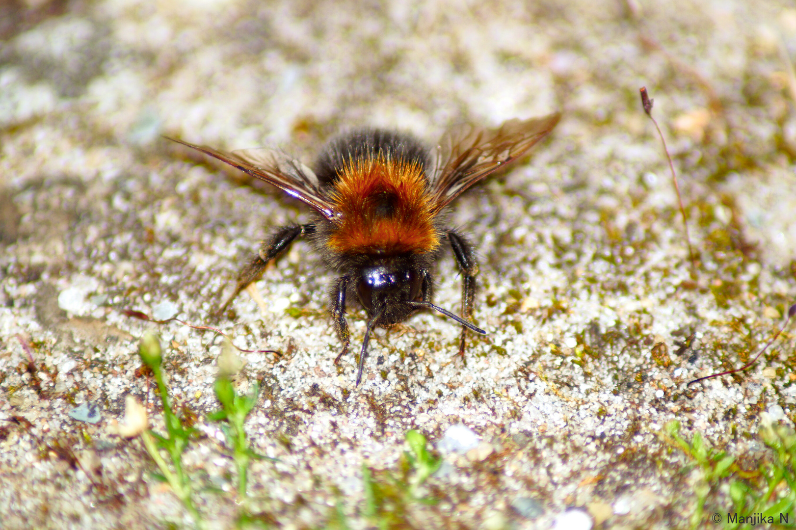 Die Hummel Foto & Bild | tiere, natur Bilder auf fotocommunity