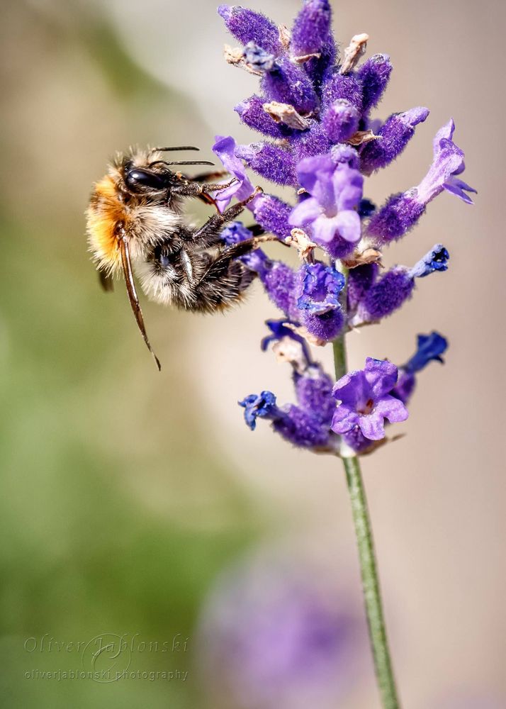 Die Hummel Foto & Bild | makro, frühling, natur Bilder auf fotocommunity