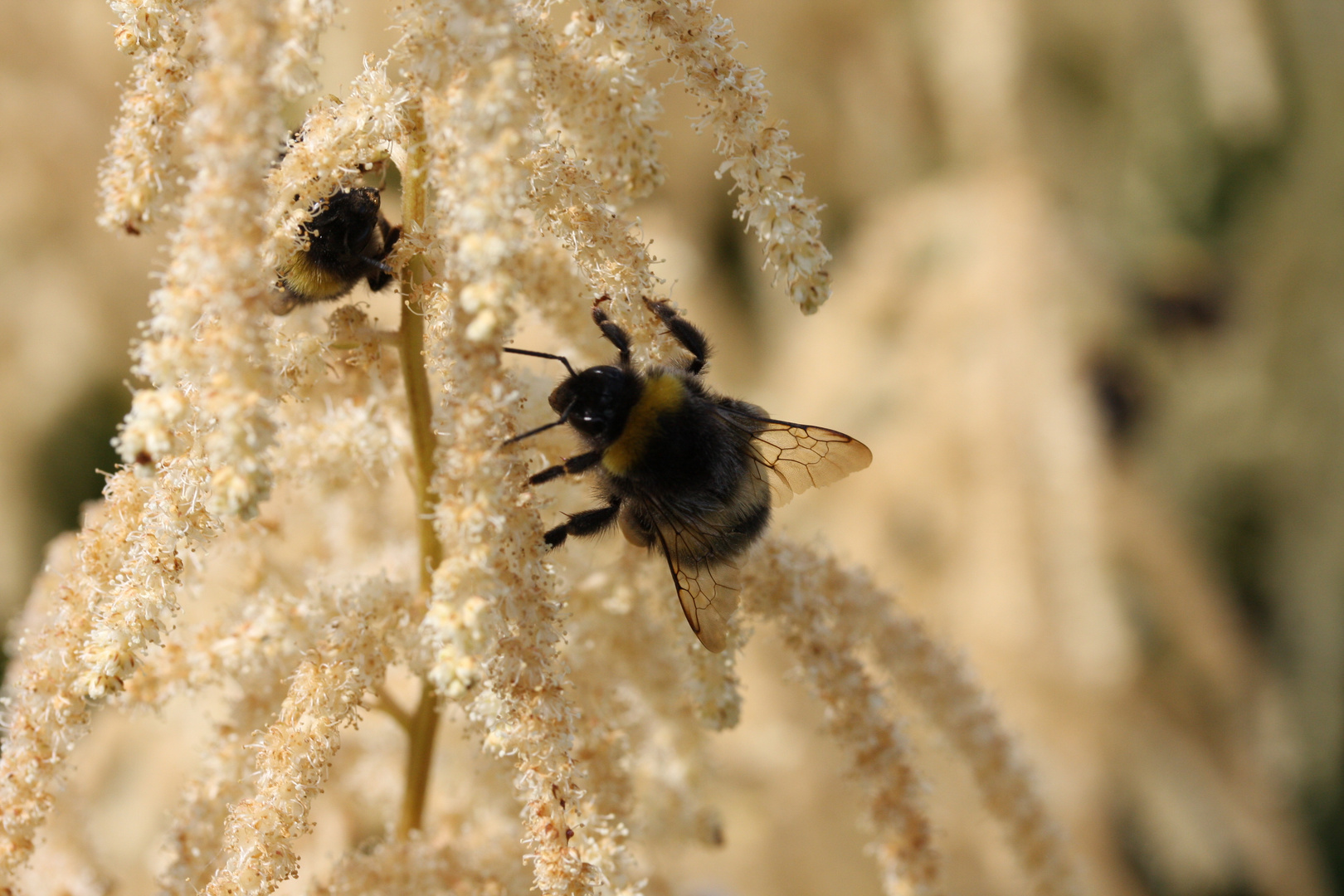 Die Hummel ( Bombus ) mit Pollenhöschen Foto & Bild | tiere, hummel ...