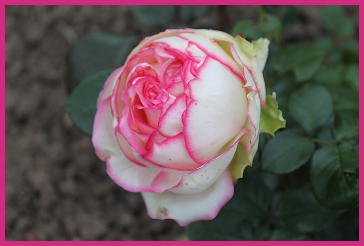 Die in Weiss mit Rosa Rand Foto & Bild | pflanzen, pilze & flechten ...