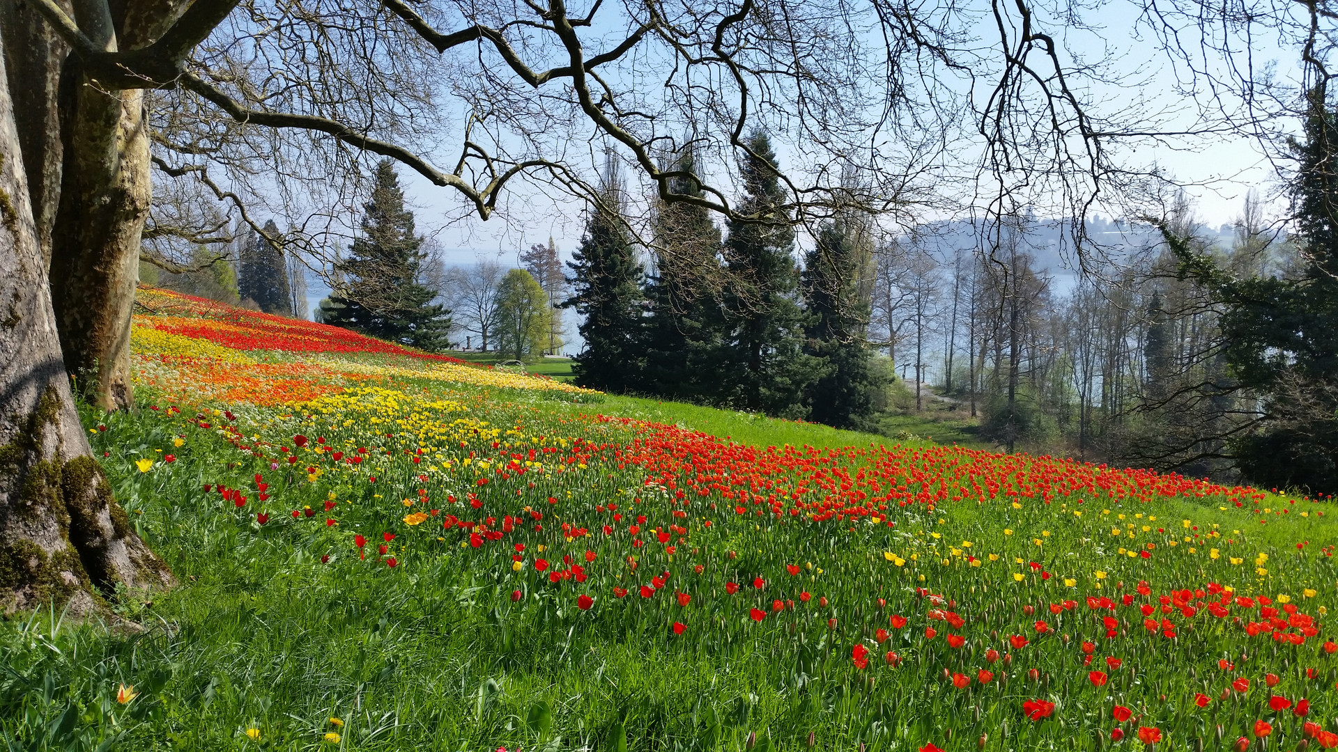 Die Insel Mainau blüht 2017 Foto & Bild | world, tulpen, frühling ...
