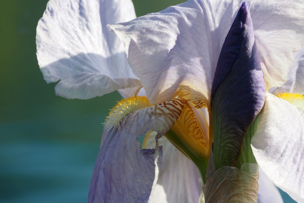 die iris.... Foto & Bild | projekte, 3 - mittwochsblümchen, thementage ...