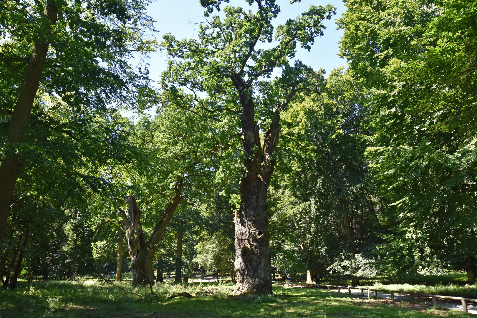 Die Ivenacker Eichen Foto & Bild | deutschland, europe, mecklenburg ...
