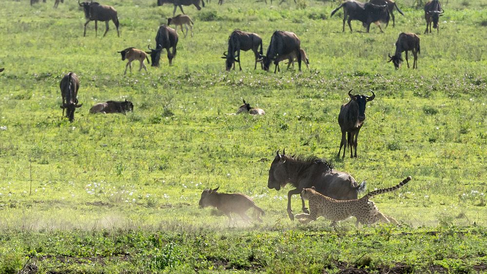 die Jagd Foto & Bild | tiere, wildlife, säugetiere Bilder auf fotocommunity