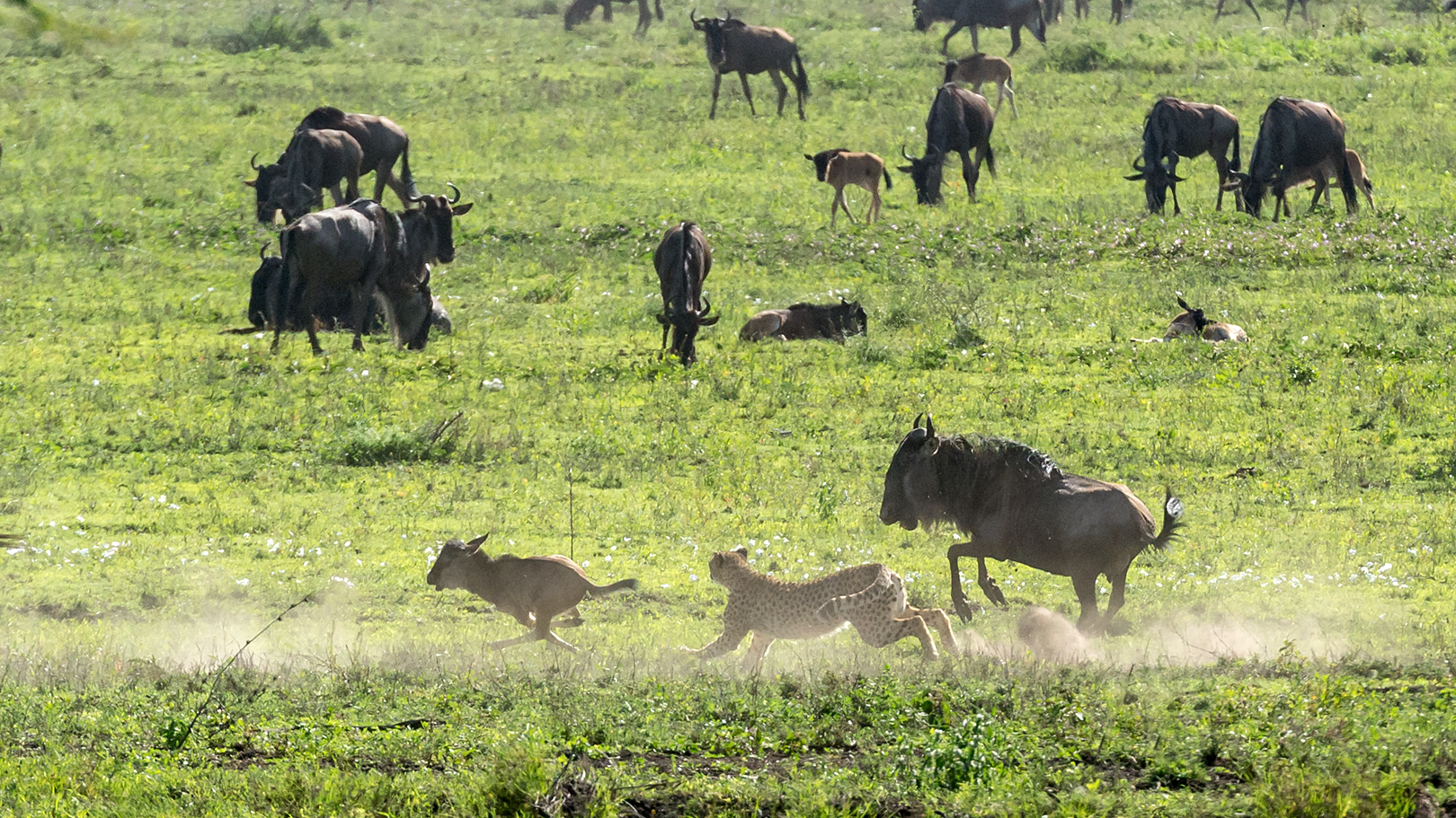 die Jagd Foto & Bild | natur, tiere, wildlife Bilder auf fotocommunity