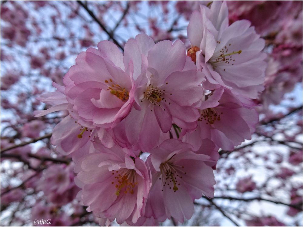 Die Japanische Blütenkirsche Foto & Bild | jahreszeiten, frühling ...