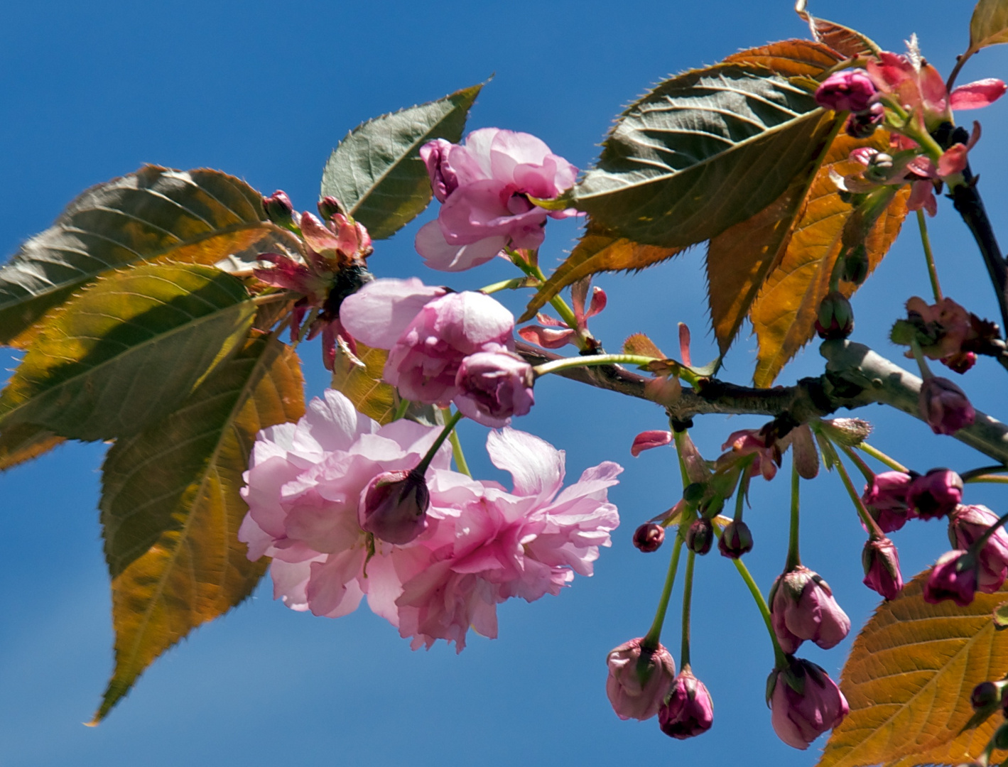 Die Japanische Kirsche blüht... Foto & Bild | pflanzen, pilze ...