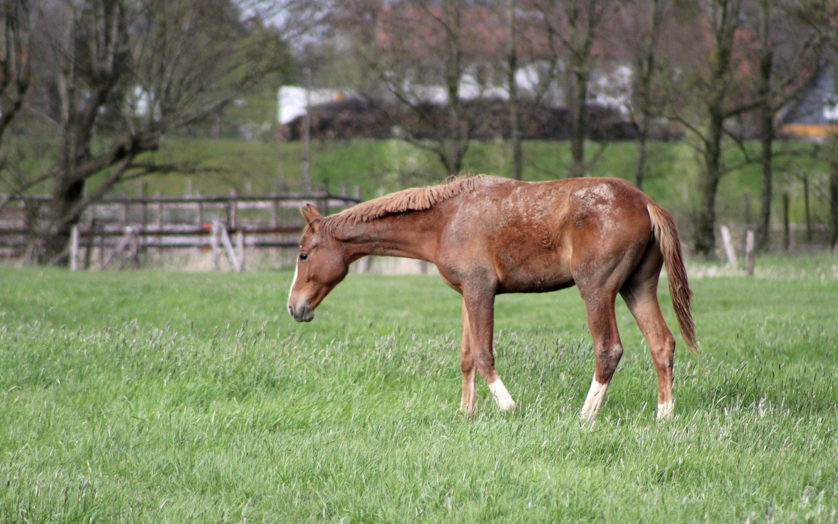 Die junge Stute ... Foto & Bild | natur, pferde, tiere Bilder auf ...