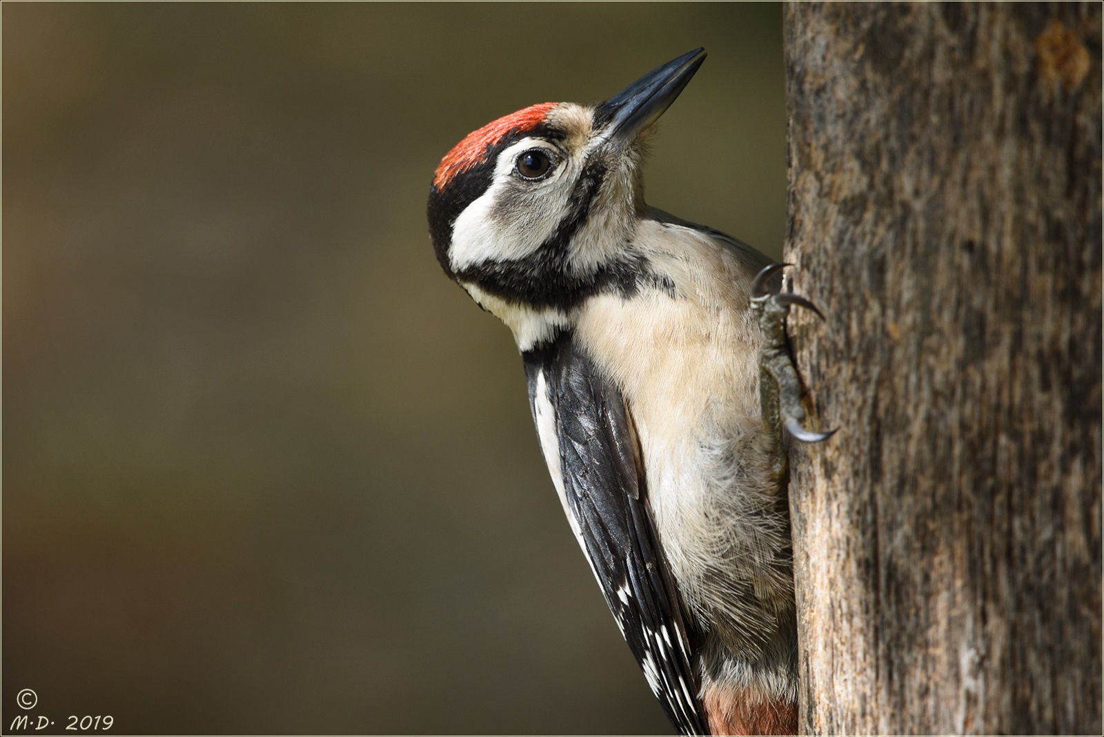 Die jungen Buntspechte ... Foto & Bild | tiere, wildlife, wild lebende ...