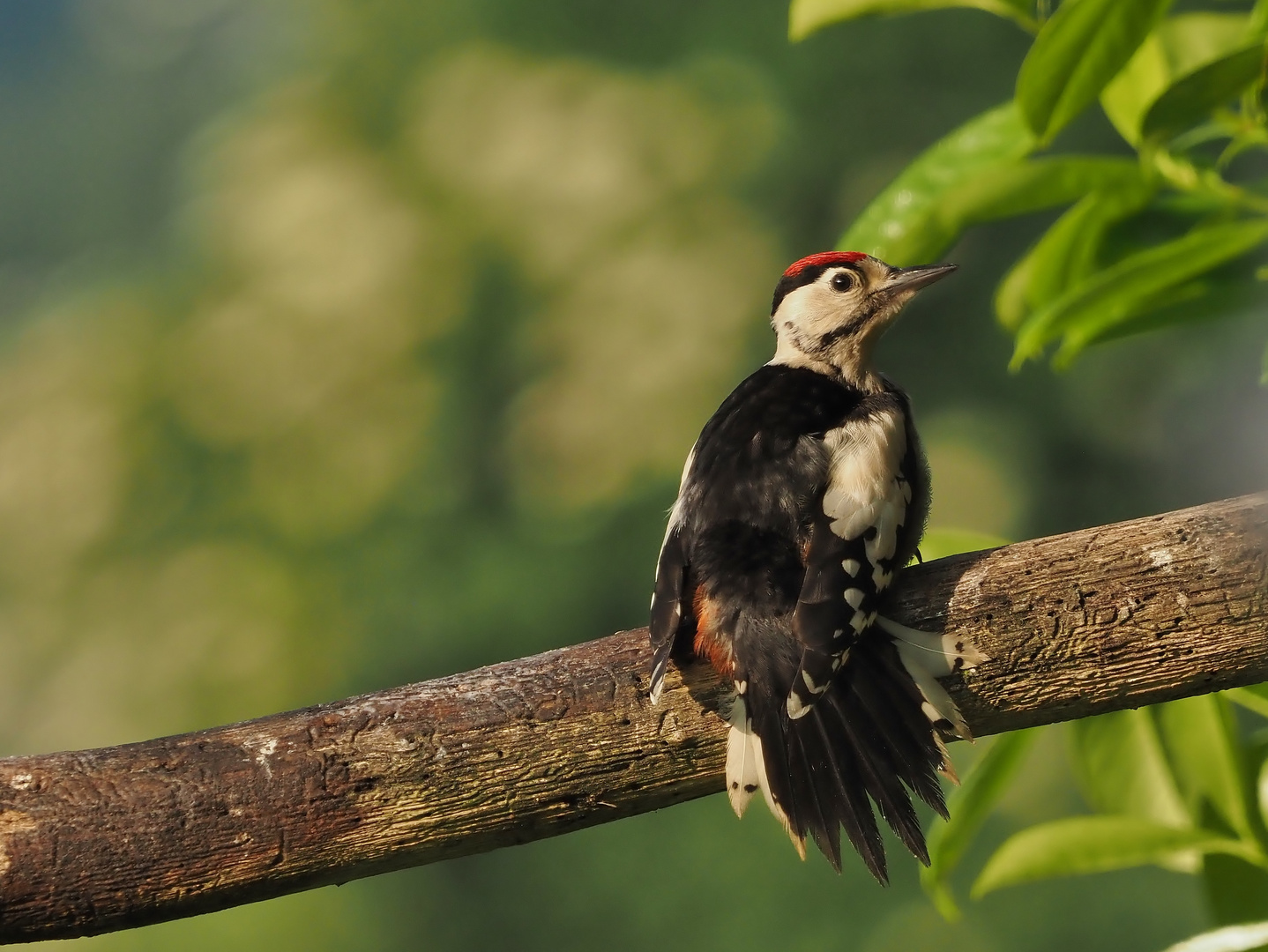 Die jungen Buntspechte..... Foto & Bild | tiere, wildlife, wild lebende ...