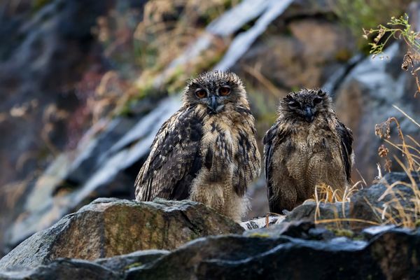 Wildlebende Eulen Bilder & Fotos