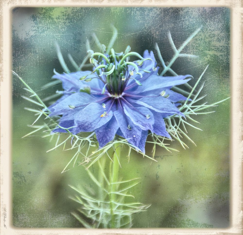 die Jungfer im Grünen | Edith Vogel Fotografie