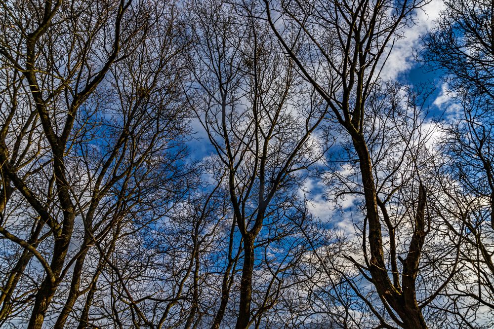 Die kahlen Bäume Foto & Bild | pflanzen, pilze & flechten, bäume ...
