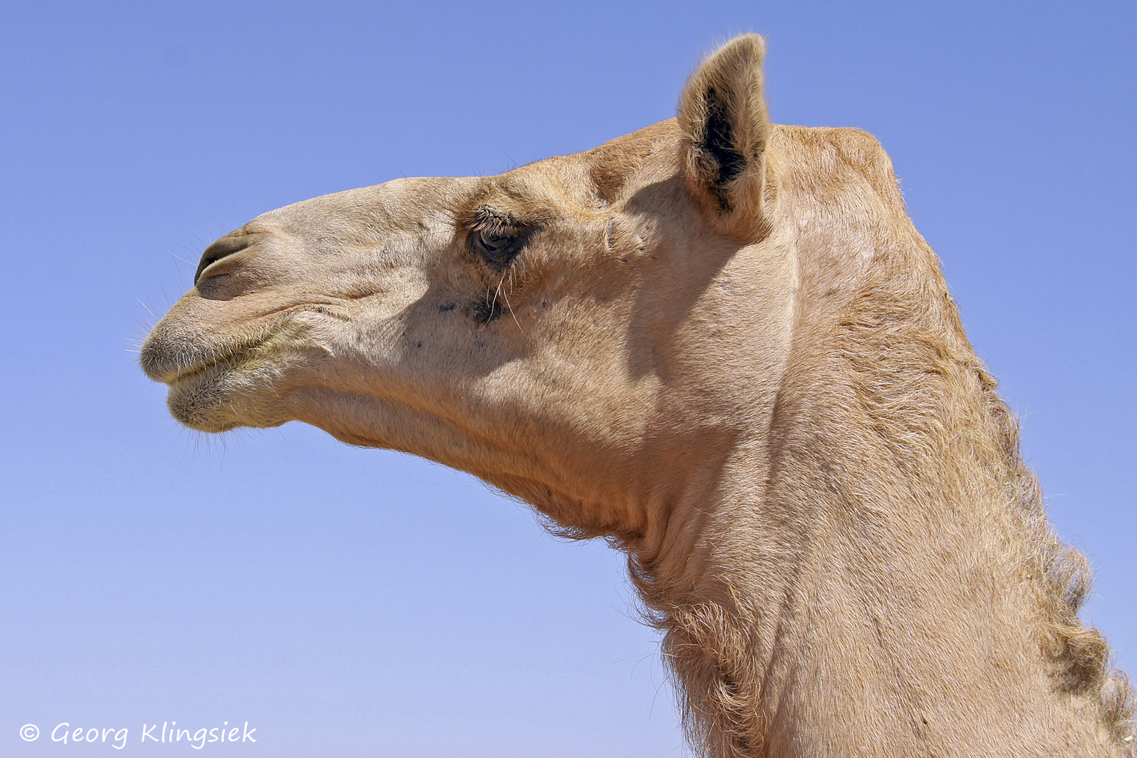 Die Kamele sind auch nett! Foto & Bild | world, asien, natur Bilder auf ...