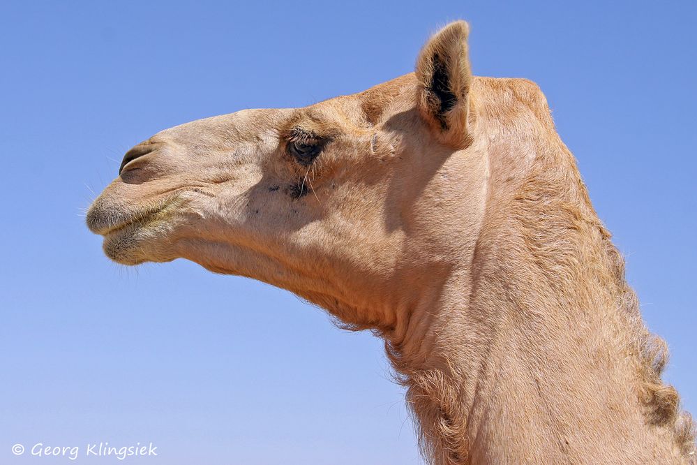 Die Kamele sind auch nett! Foto & Bild | world, asien, natur Bilder auf ...