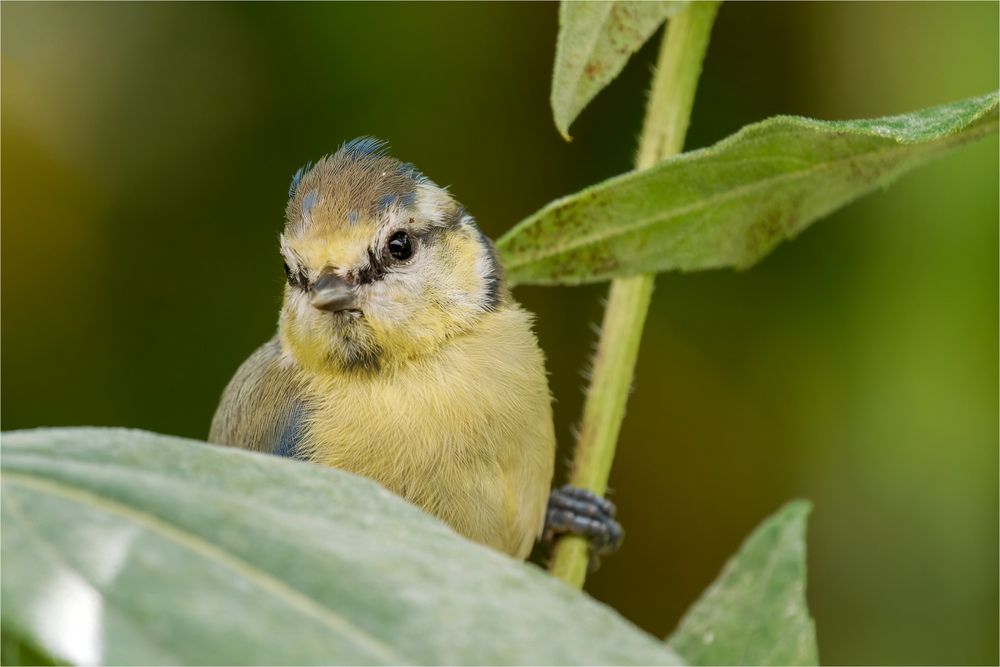 die Kappe ist noch nicht ausgefärbt ..... Foto & Bild | natur, tiere ...