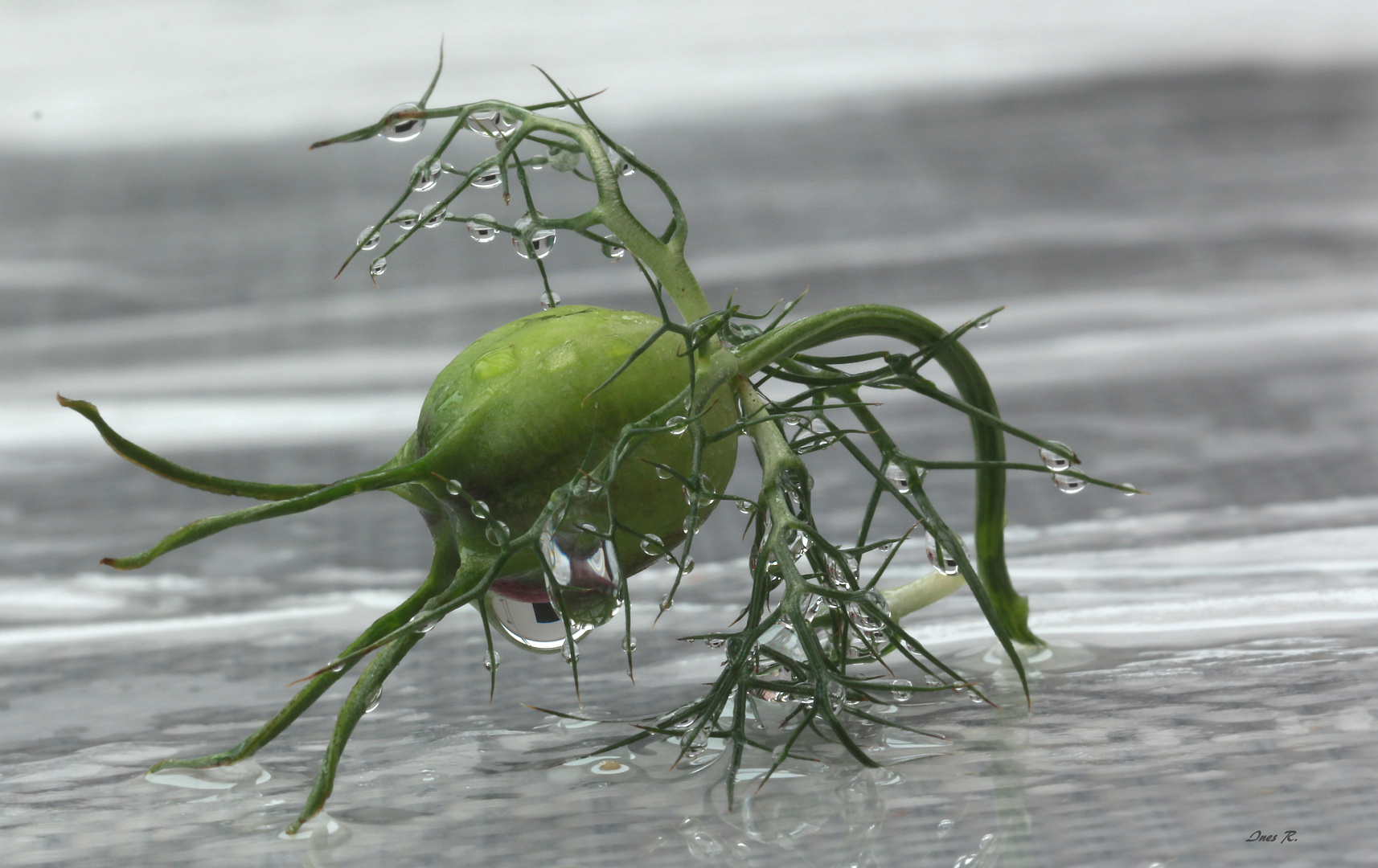 Die Kapsel der Jungfer Foto & Bild | nature, spezial, wasser Bilder auf ...