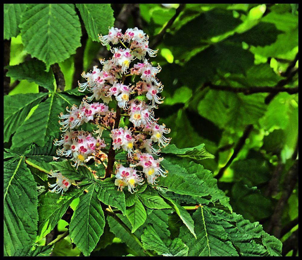 Die Kastanien blühen Foto & Bild | natur, pflanzen, bäume kastanien ...