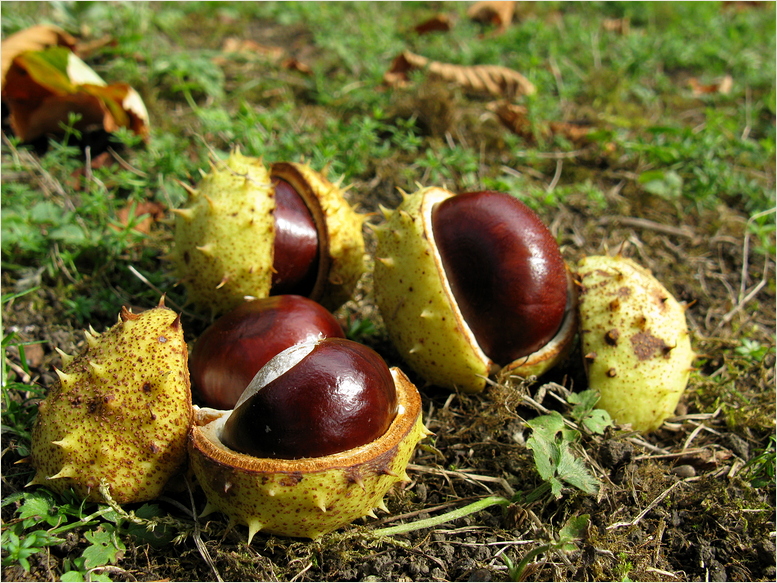 Die Kastanien Foto & Bild | pflanzen, pilze & flechten, früchte und ...