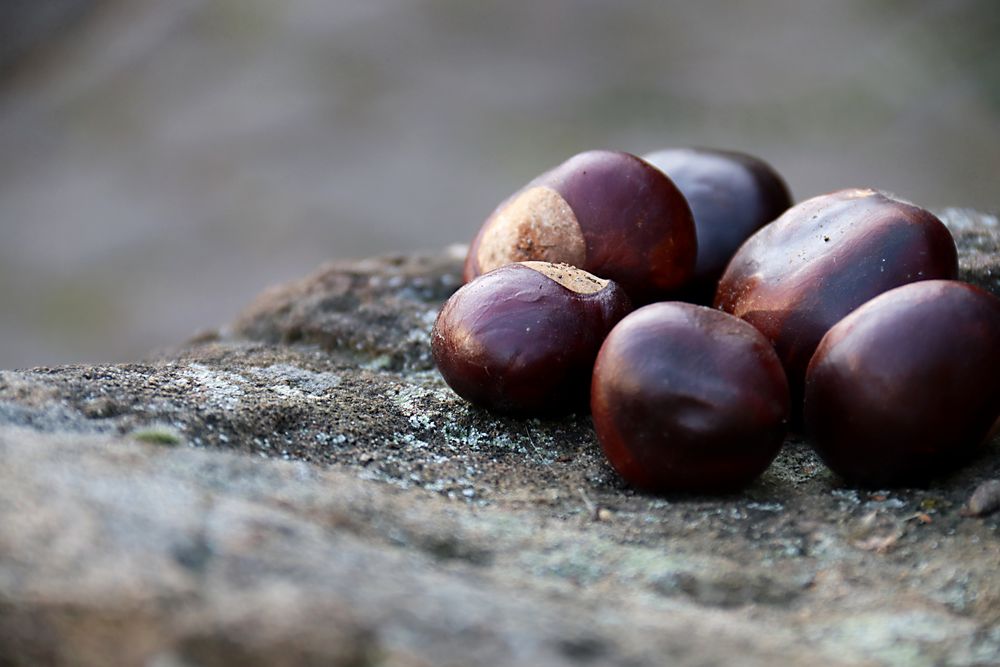 Die Kastanien... kleine Wunder der Natur Foto & Bild | stillleben ...